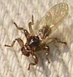 Vnější paraziti (EKTOPARAZITI)